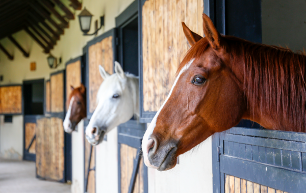 Why it’s important to keep your horses’ stable clean